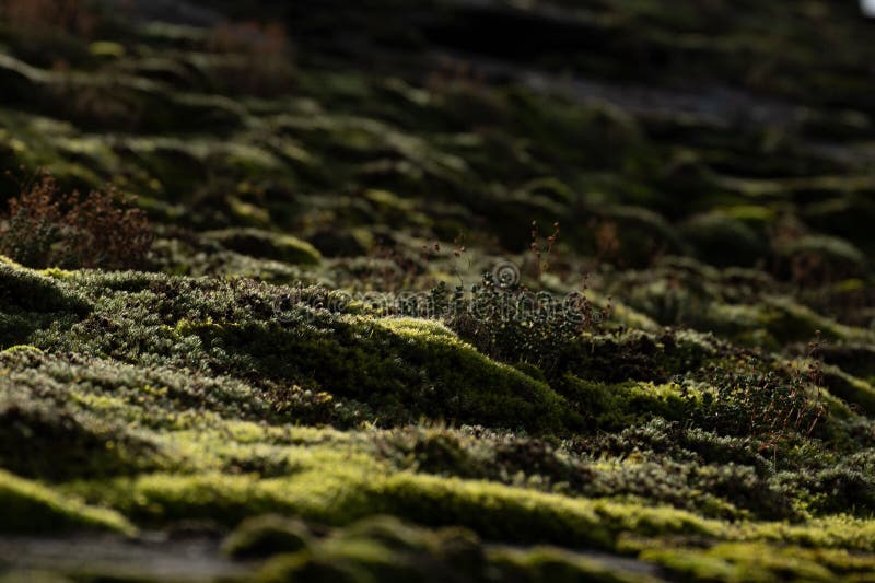Close-up of Green Grass and Moss Stock Image - Image of environment ...