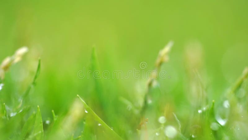 Green Grass with Rain Drops Stock Footage - Video of harmony, nature ...