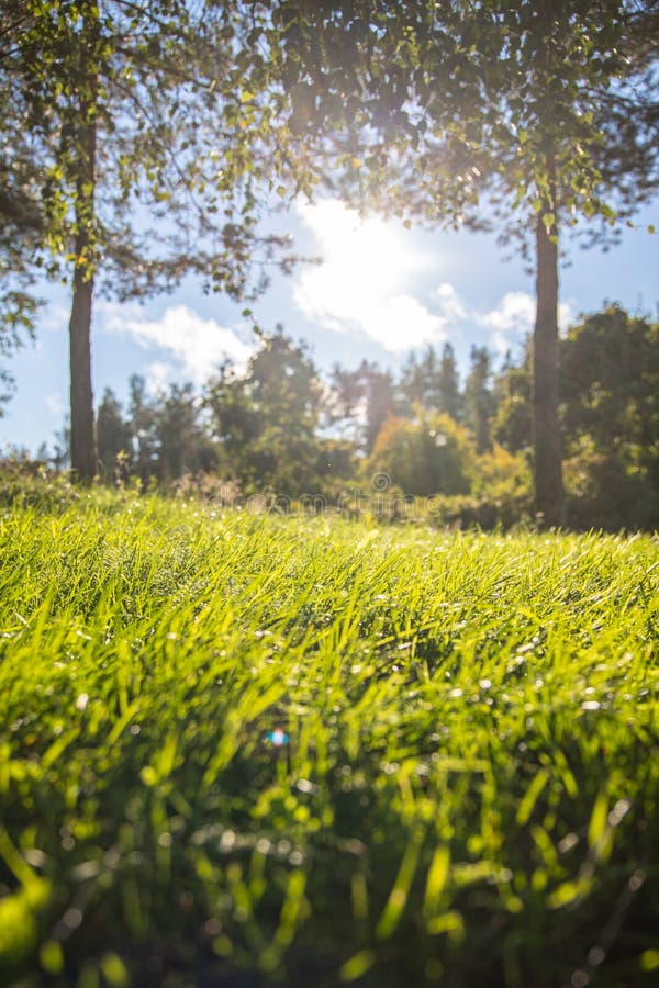 Close Up of Green Grass with Sunshine, Trees and Sky on Background ...