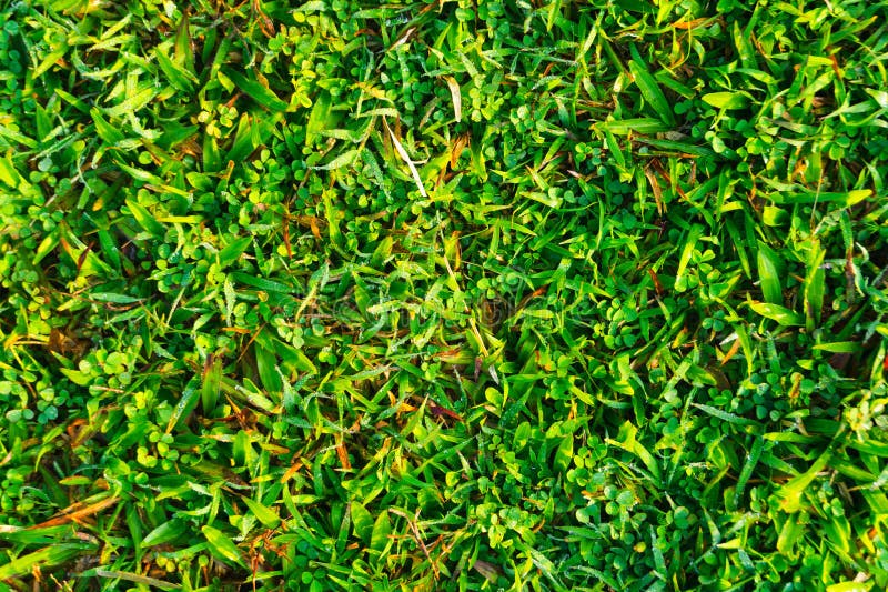 Close Up of Green Grass Texture, Background with Copy Space Stock Photo ...