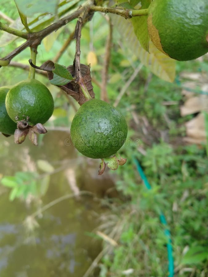 Close-up of Green Guava Fruit Growing on the Guava Tree Indonesia Stock ...