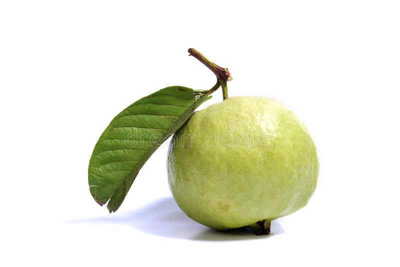 Close-up of green guava. stock photo. Image of freshness - 82831622