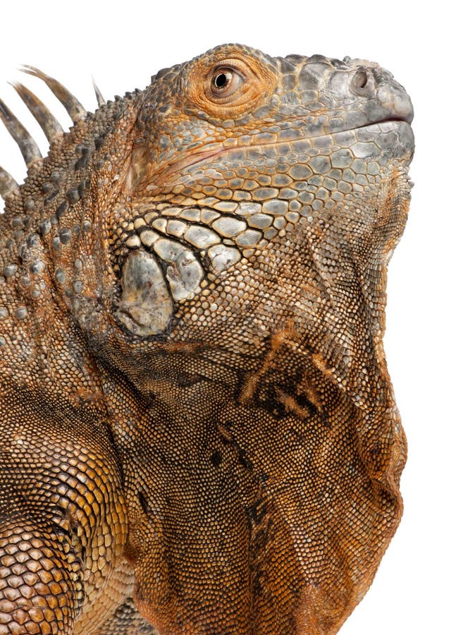 Close-up on a Green Iguana - Iguana Iguana 6 Years Old Stock Photo ...