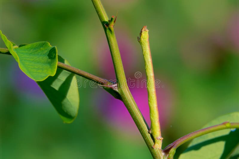Inchworm on branch stock photo. Image of caterpillar - 27934216