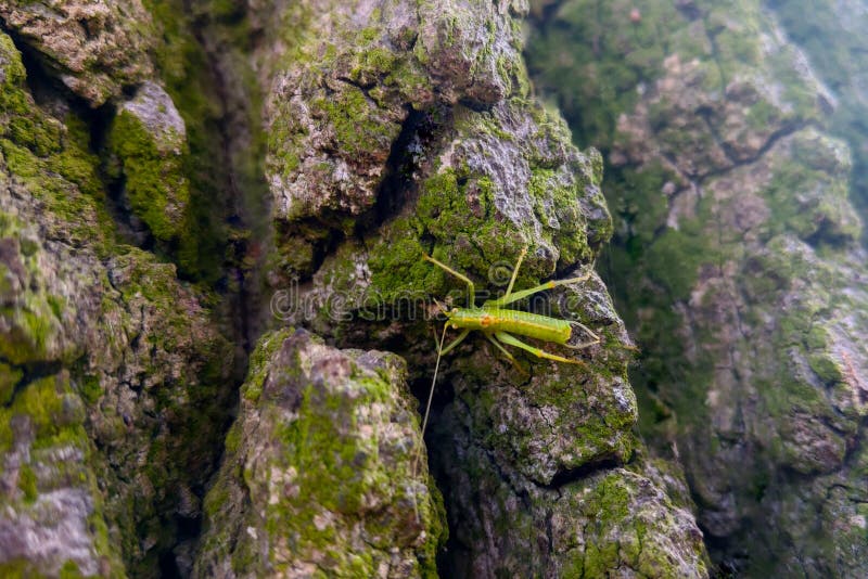 Close-up of a Green Insect that Sits on the Trunk of a Tree. Stock ...