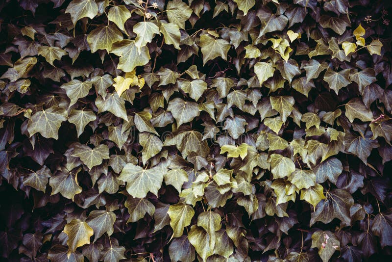 Close Up of Green Ivy Pattern Layout Design. Ecology Natural Creative ...