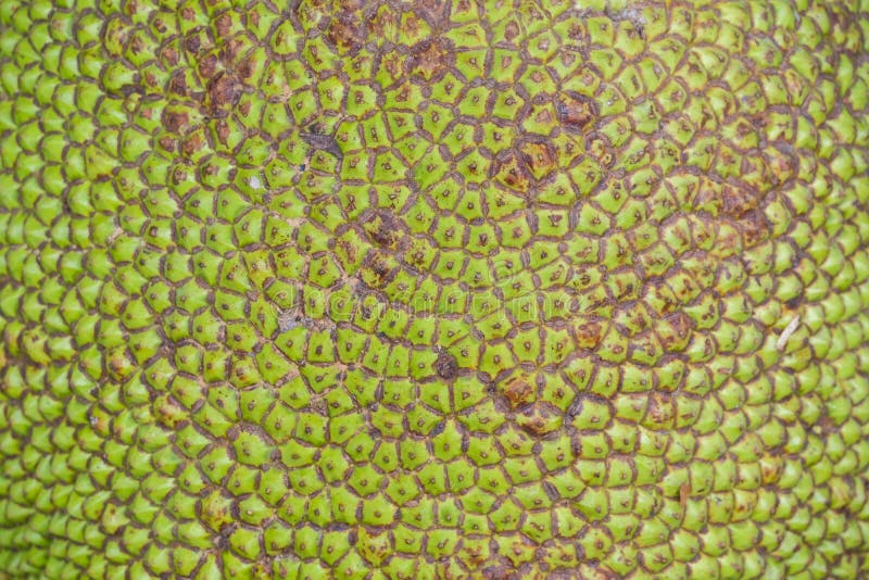 Close Up Green Jackfruit for Texture Stock Photo - Image of background ...