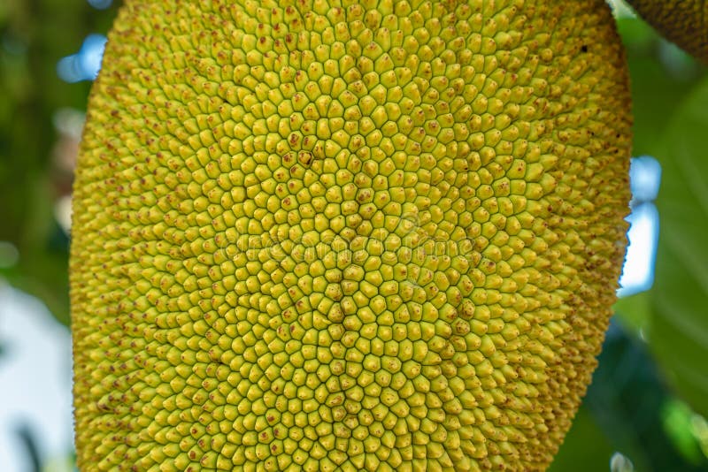 Close Up Green Jackfruit Texture Stock Image - Image of growing, fresh ...