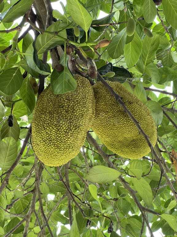 Close Up of Green Jackfruit on Tree Stock Photo - Image of garden ...