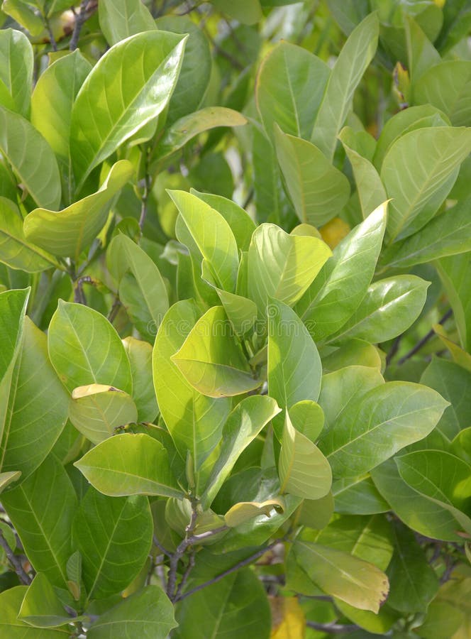 Close Up of Green Jackfruit Tree with Green Leaves Stock Image - Image ...