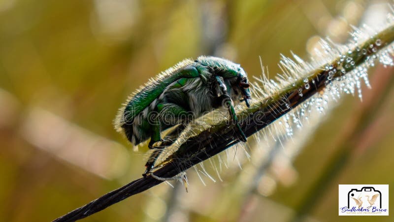 Green June Beetle, June Bug or June Beetle or Cotinis Nitida Insect ...