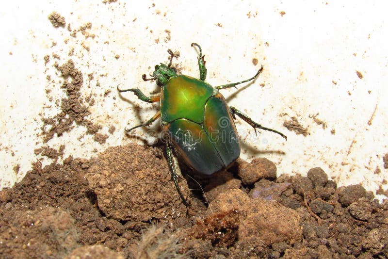 Close Up Green June Bug Beetle Stock Photo - Image of flower, pest ...