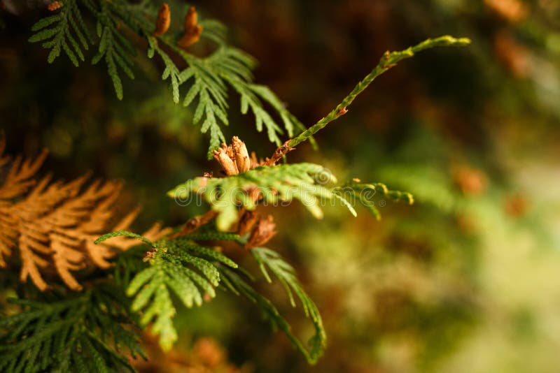 Close Up Green Juniper Branches. Junipers Textured Background Stock ...