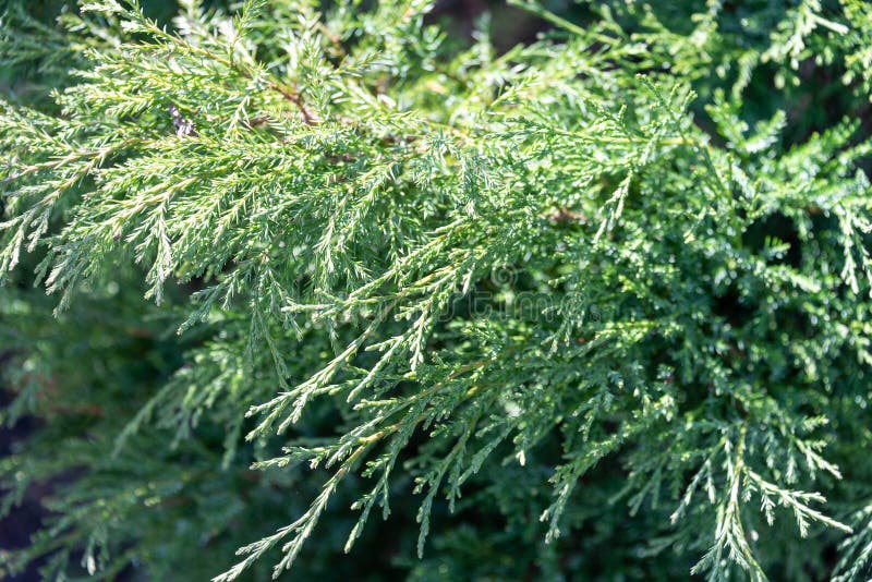 Green Juniper Branches with Visible Details. Background or Texture ...