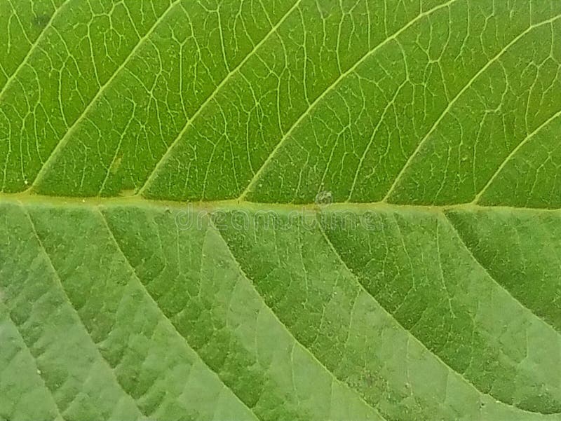 Close-up of a Green Leaf with Clear Texture and Vein Pattern Stock ...