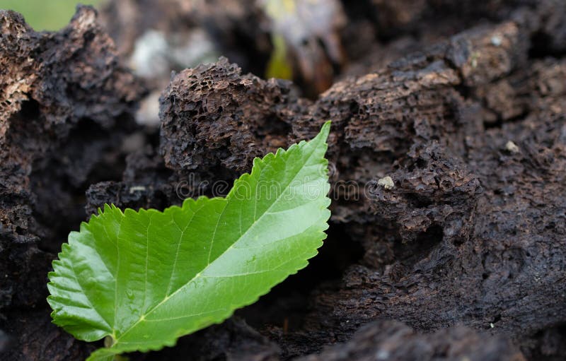 Close-up of Green Leaf on Dark Textured Trunk Stock Photo - Image of ...