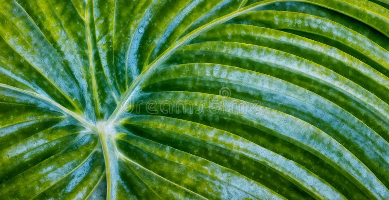 A Close-up of a Green Leaf with a Distinct Pattern of Ridges and Water ...