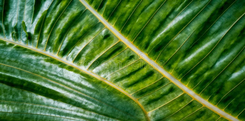 A Close-up of a Green Leaf with a Distinct Pattern of Ridges and Water ...