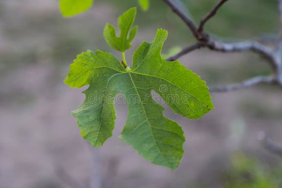 Close-up of Green Leaf of Fig Tree in Summer Stock Photo - Image of ...