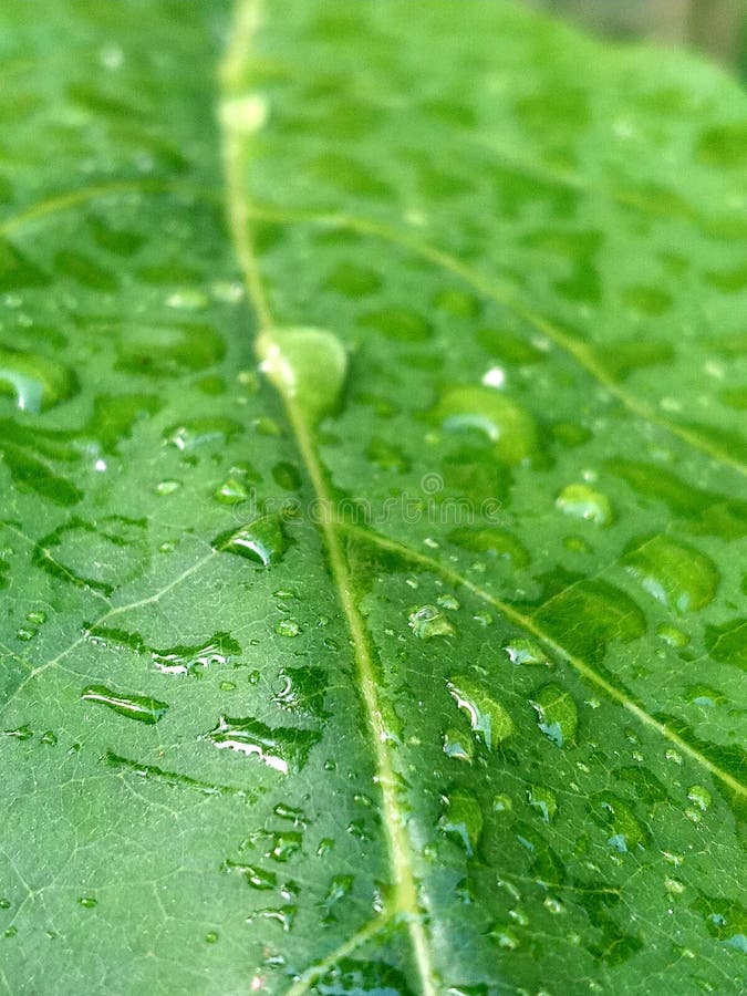 Close up of a green leaf stock photo. Image of stoma - 241744674