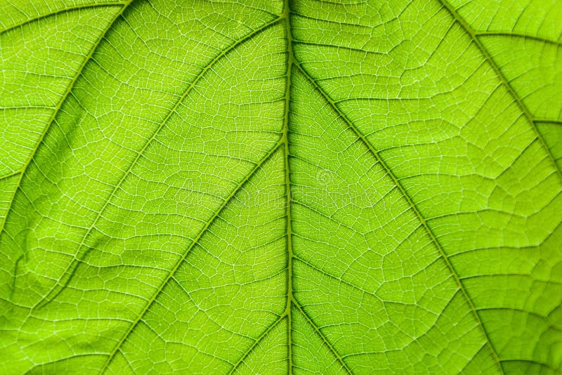 Close up green leaf stock image. Image of garden, flora - 88742259