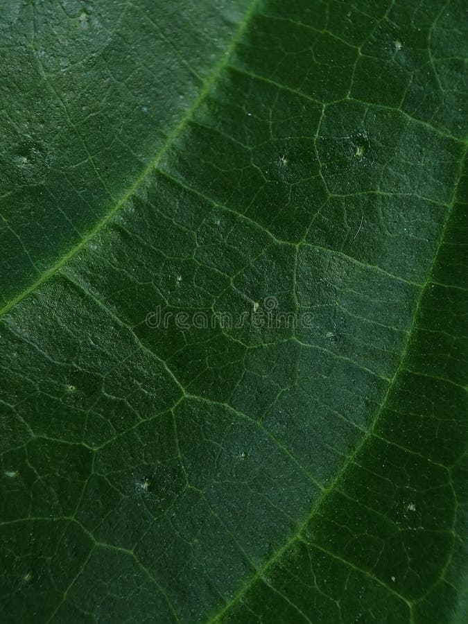 Intricate Texture Green Leaves Showing Detailed Veins Surface Patterns ...