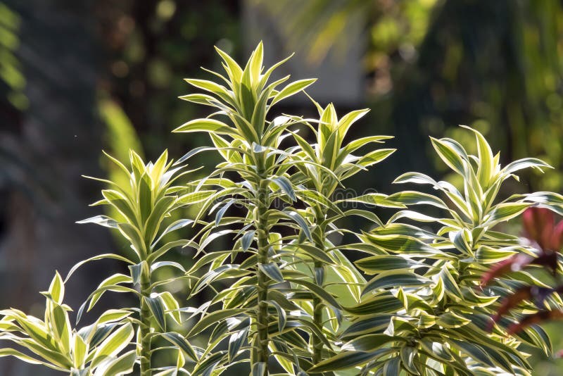 Green Leaf of Song of India or Pleomele Reflexa Stock Photo - Image of ...