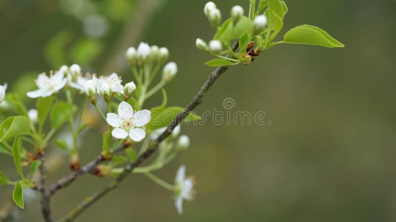 Close-up of Plant in Spring with White Flowers Stock Image - Image of ...
