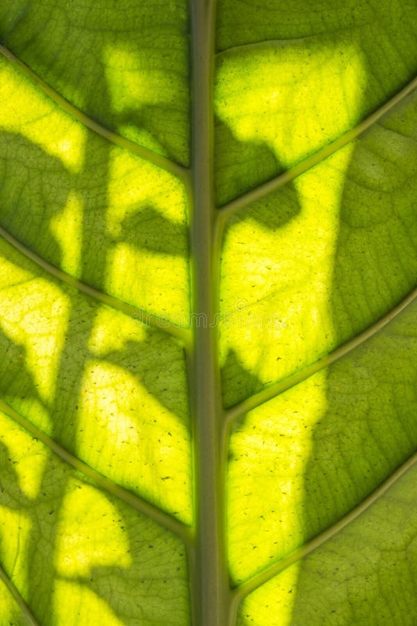 Close-up of Green Leaf Straight Stalk at Middle Beautiful from ...
