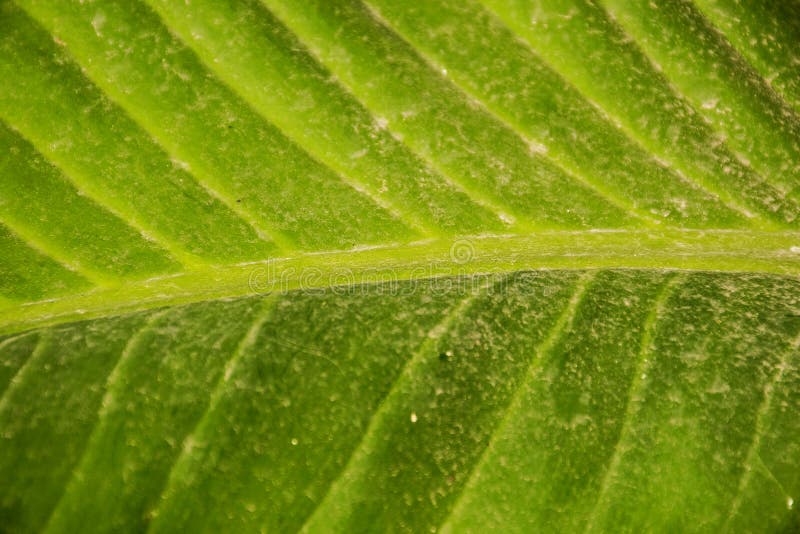 Close up green leaf. stock photo. Image of garden, beautiful - 76404032