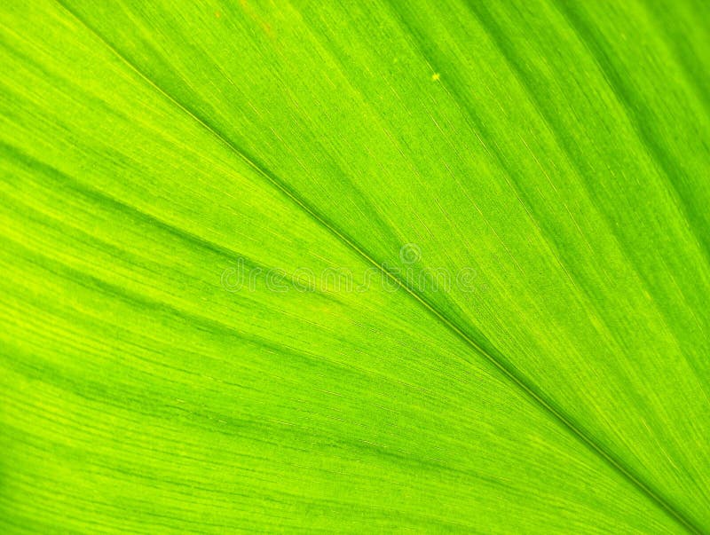 Close Up of Green Leaf Texture Background. Natural Light Green Colored ...