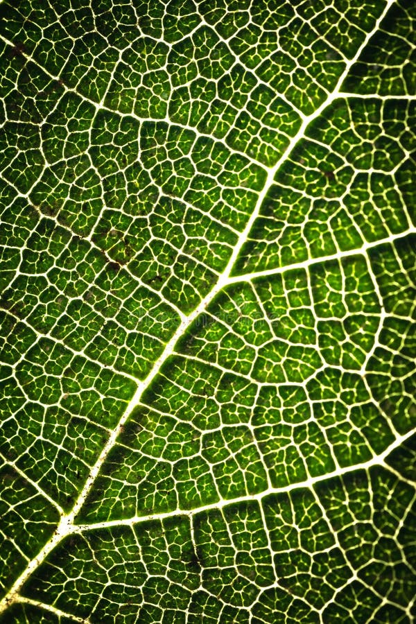 A Close Up of the Green Leaf Texture of a Leaf Stock Image - Image of ...