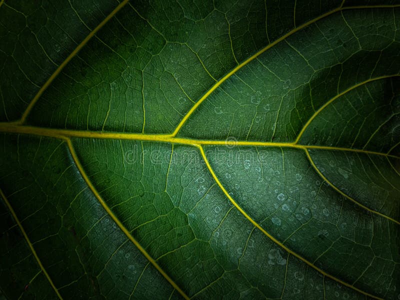 Close Up of Green Leaf Texture Stock Photo - Image of botany, fresh ...