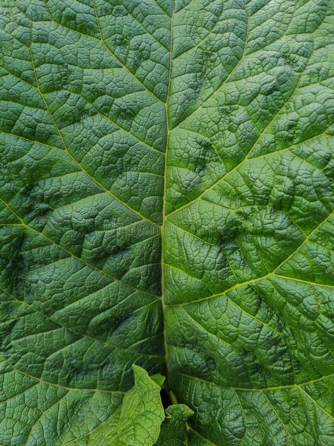 Close Up of Green Leaf Texture Stock Photo - Image of element, foliage ...