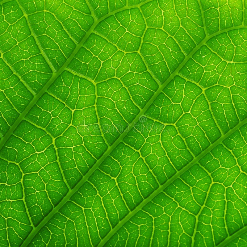 Close Up on Green Leaf Texture. Nature Texture. Stock Image - Image of ...
