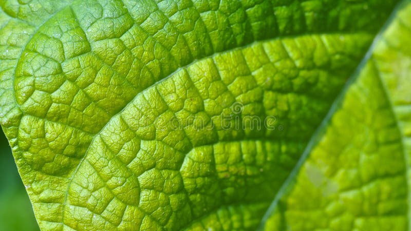 Close Up Green Leaf Texture Pattern, Leaf Pattern Background with Veins ...