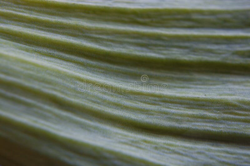 Close up of green leaf stock image. Image of macro, botany - 181413165