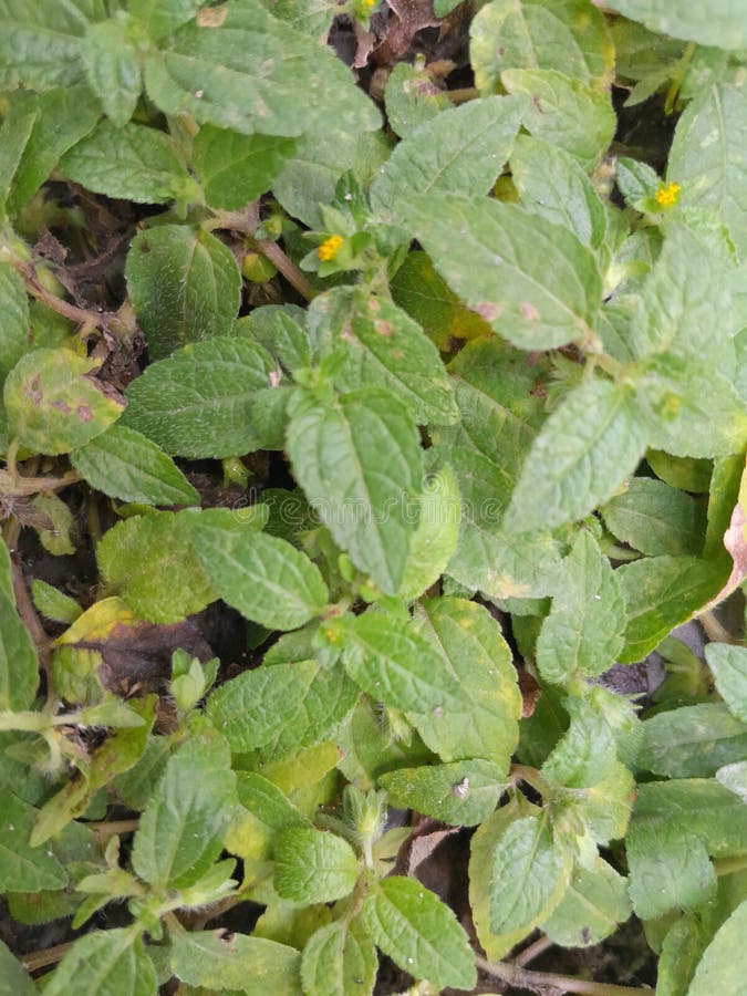 Close Up of Green Leafy Ground Plants Stock Photo - Image of ...