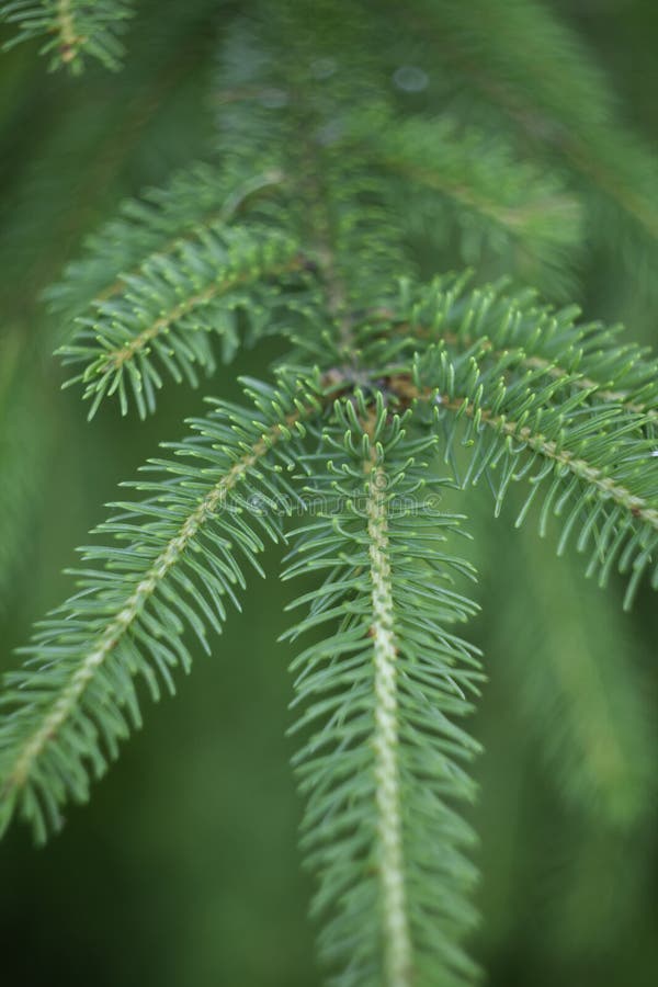 A Close Up of a Green Leafy Tree Branch Stock Photo - Image of fresh ...