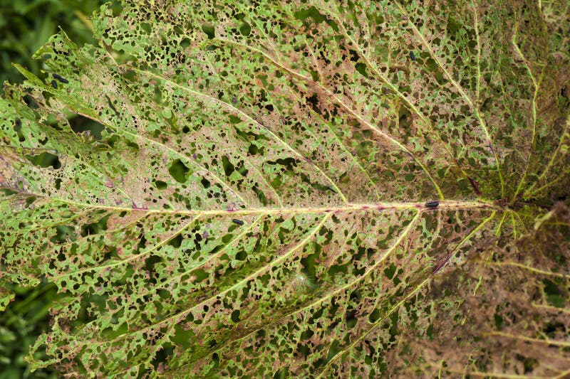 327 Gnawed Leaf Stock Photos - Free & Royalty-Free Stock Photos from ...