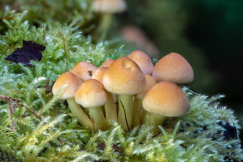 Close Up of a Green Leaved Brimstone Mushroom on a Tree Trunk Stock ...