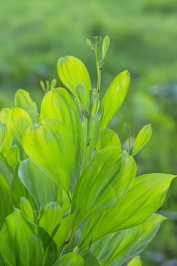 Close Up Green Leaves of Acacia Mangium Tree Stock Photo - Image of ...