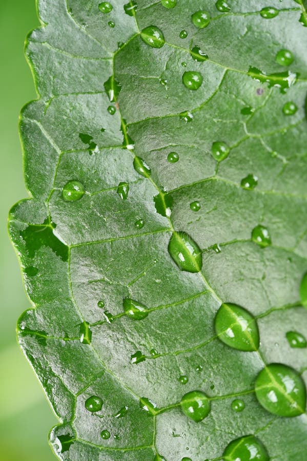 Close up of green leaves stock image. Image of leaves - 80107279