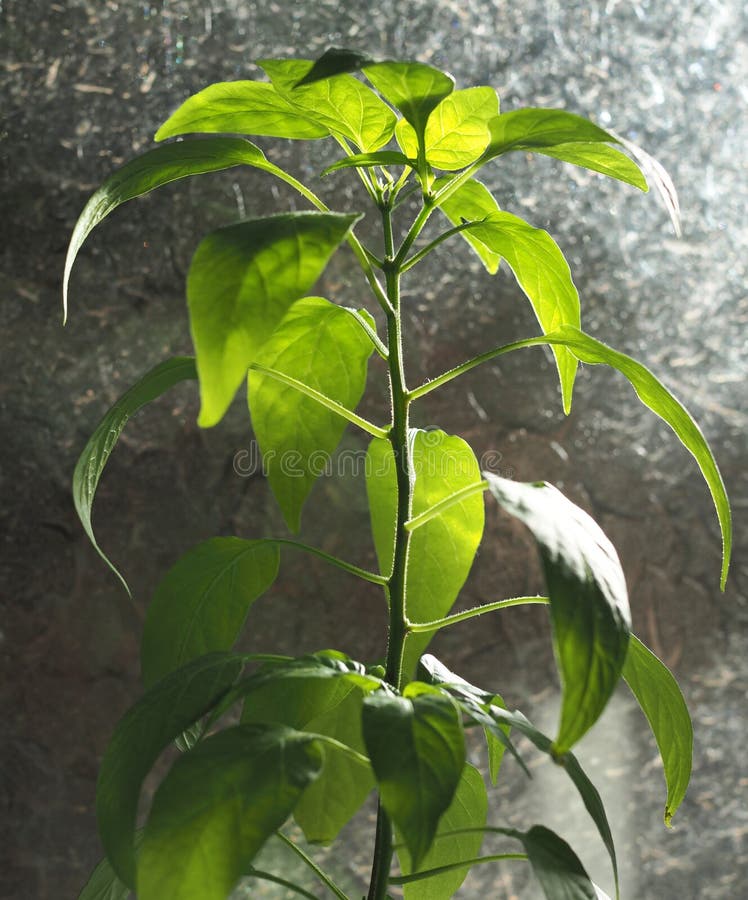 Close-up of Green Leaves of Capsicum Chilli Plant Stock Photo - Image ...