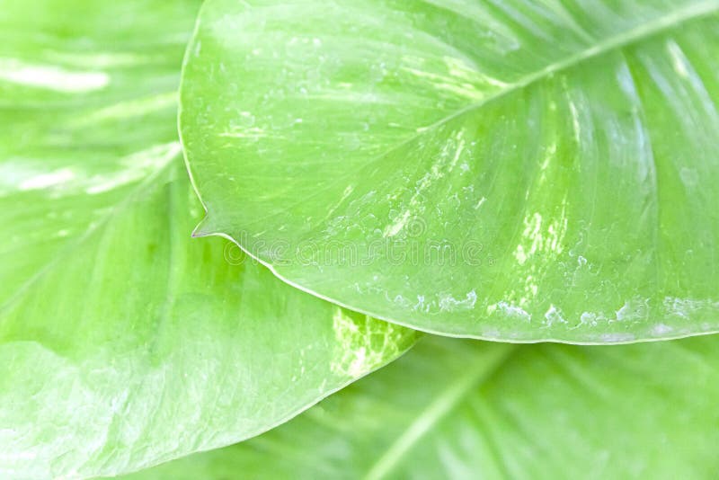 Green Leaves Nature Background. Nature Background of Tree Leaves ...