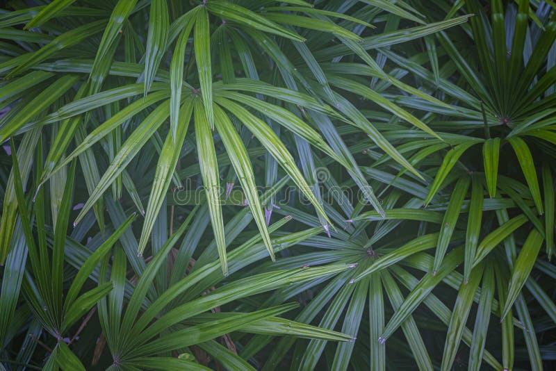 Green Leaves Nature Background. Nature Background of Tree Leaves ...