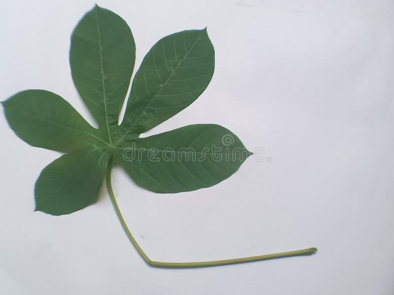 Close-up of Green Leaves on Plain White Background with Empty Space ...