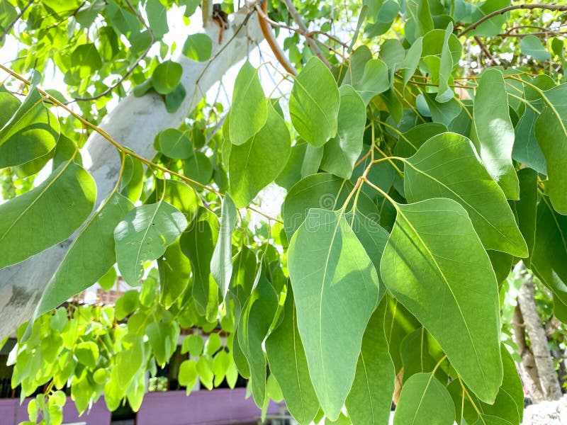 Close-up of Green Leaves. Soft Light and Green Tree. Stock Image ...