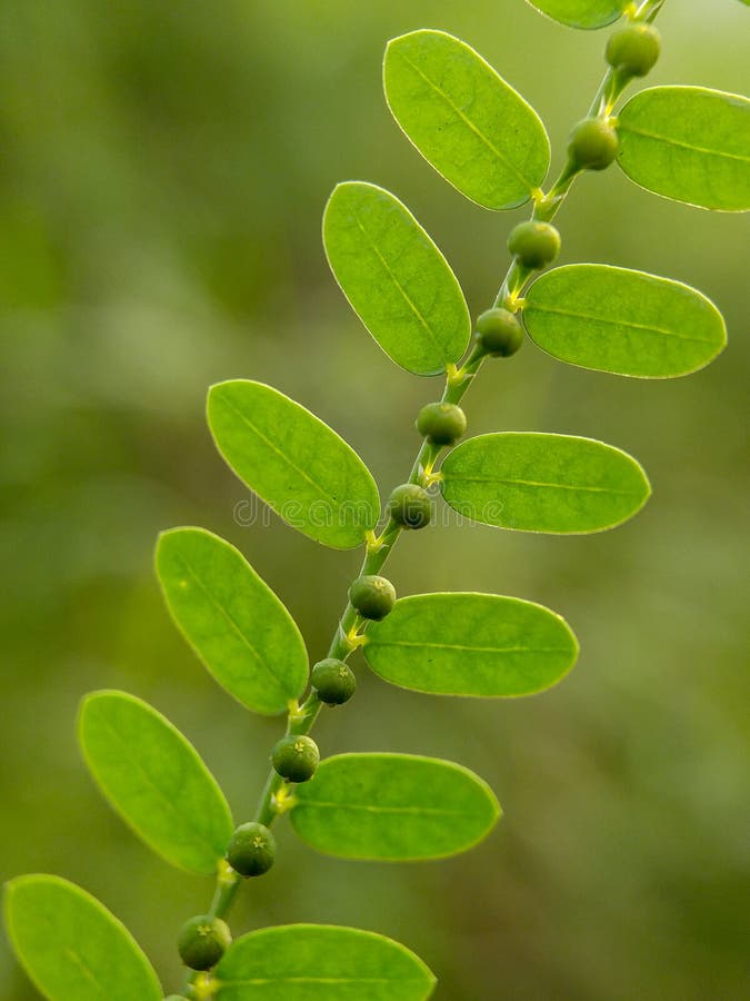 Close Up Green Leaves Texture and Patern Stock Image - Image of patern ...