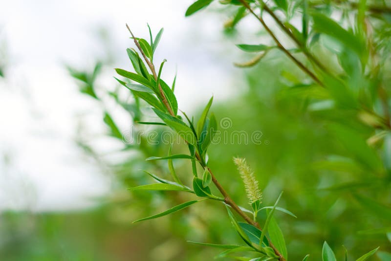 Green Leaves of Tree, Natural Summer or Spring Greenery Backdrop Stock ...
